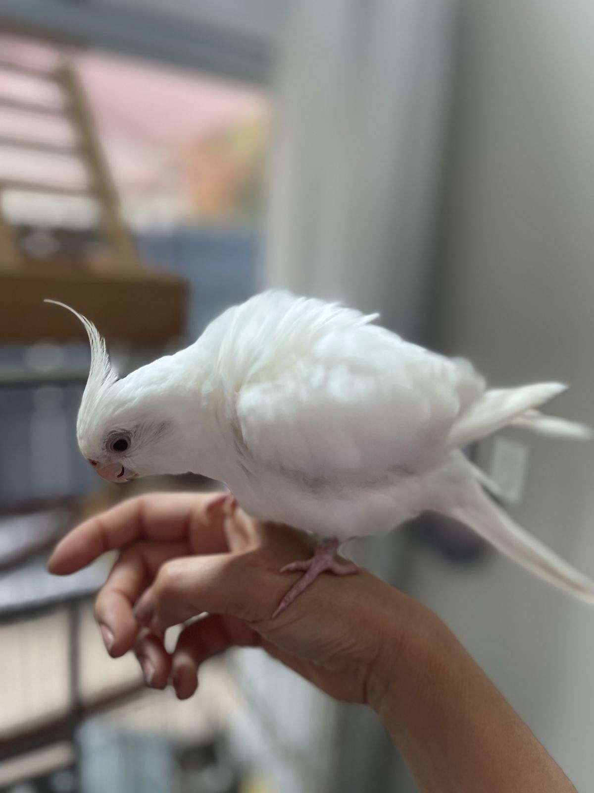 Beautiful trained cockatiels