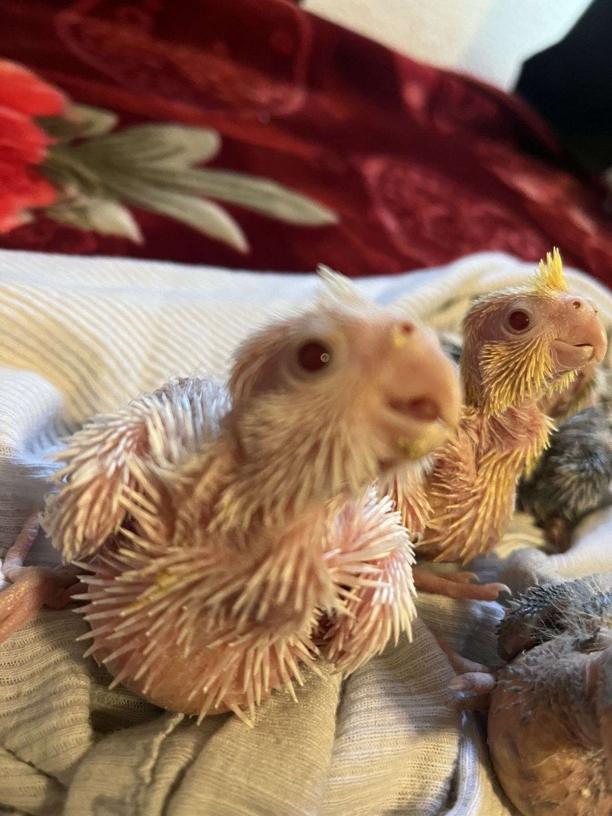 Baby cockatiels, r