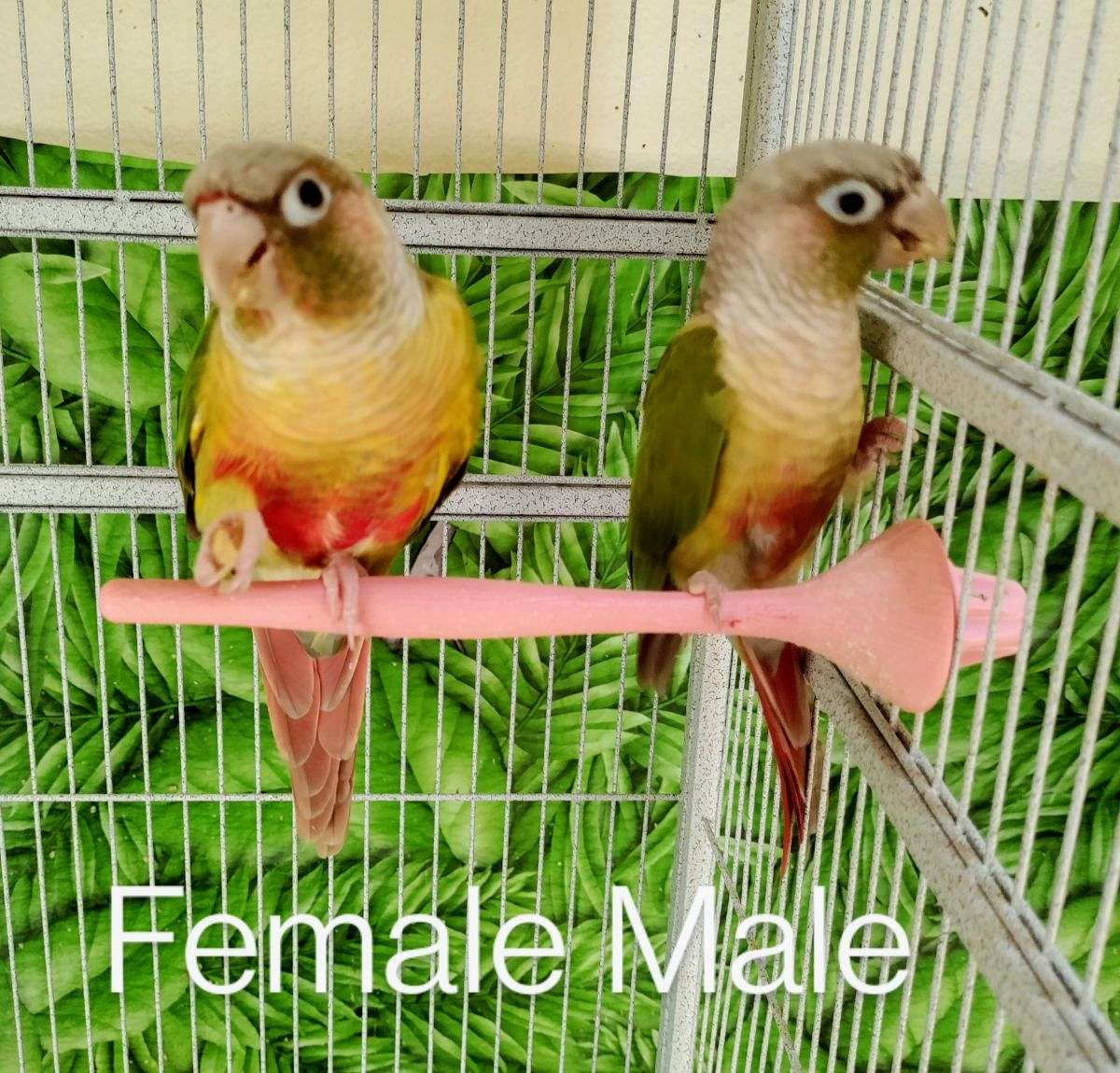 Green cheek conures proven pair