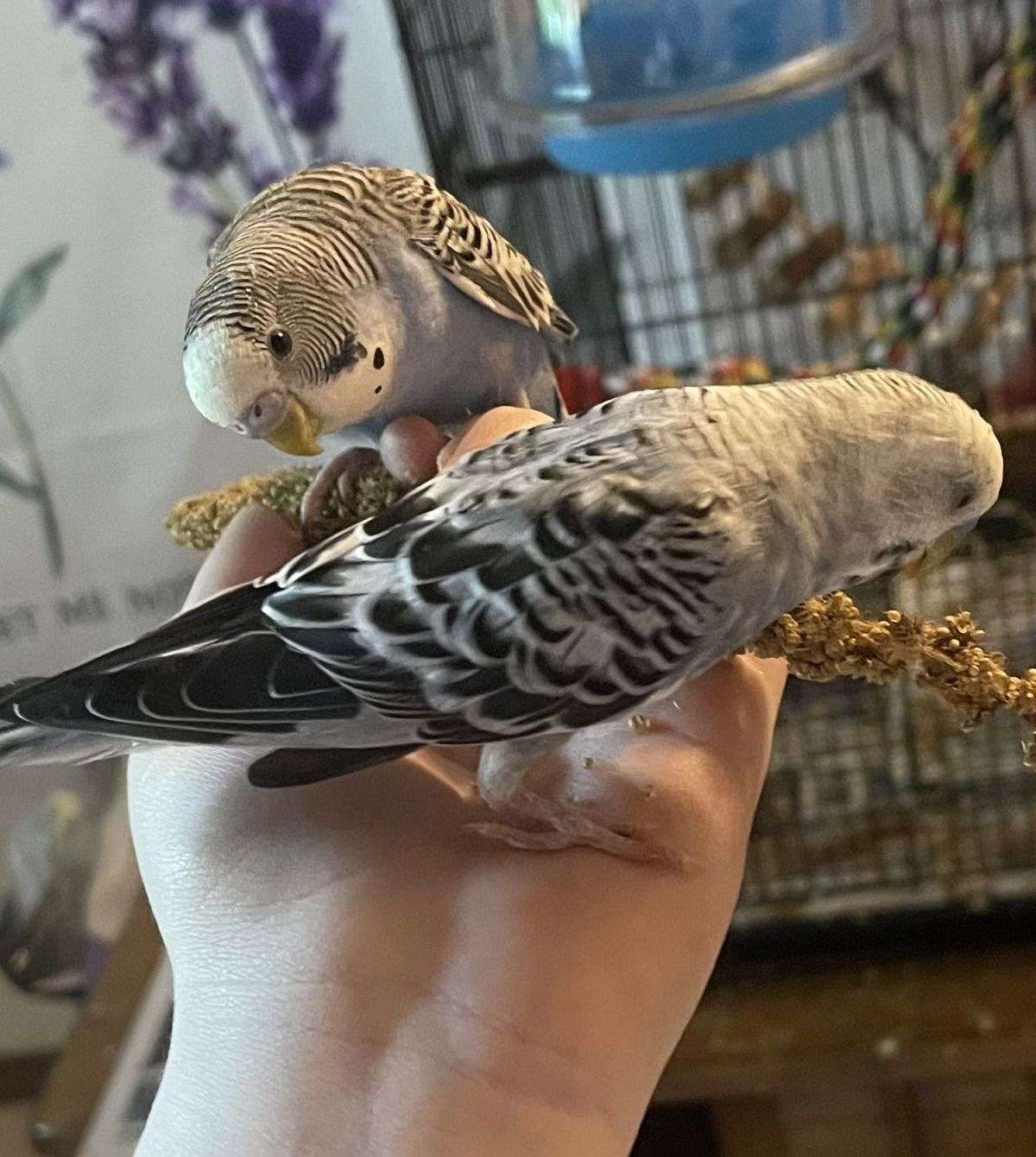 Four healthy budgies