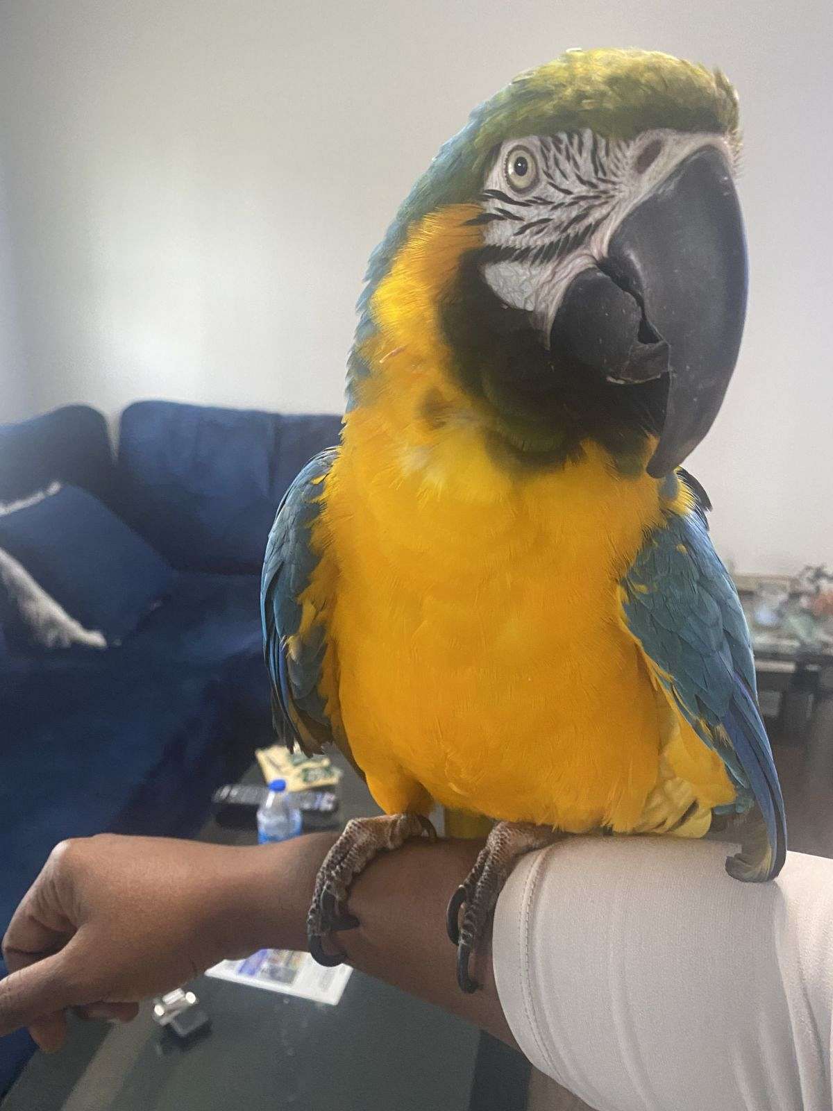 Blue and Gold Parrot