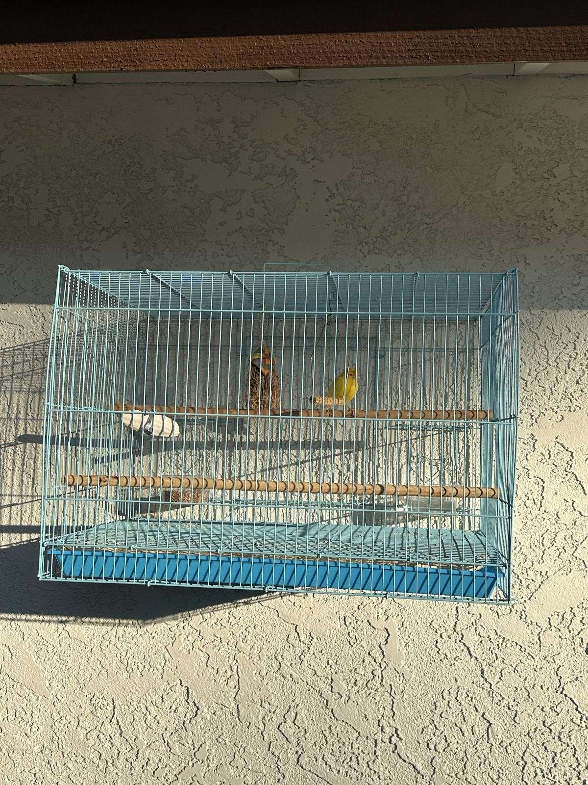 Singing crested canary