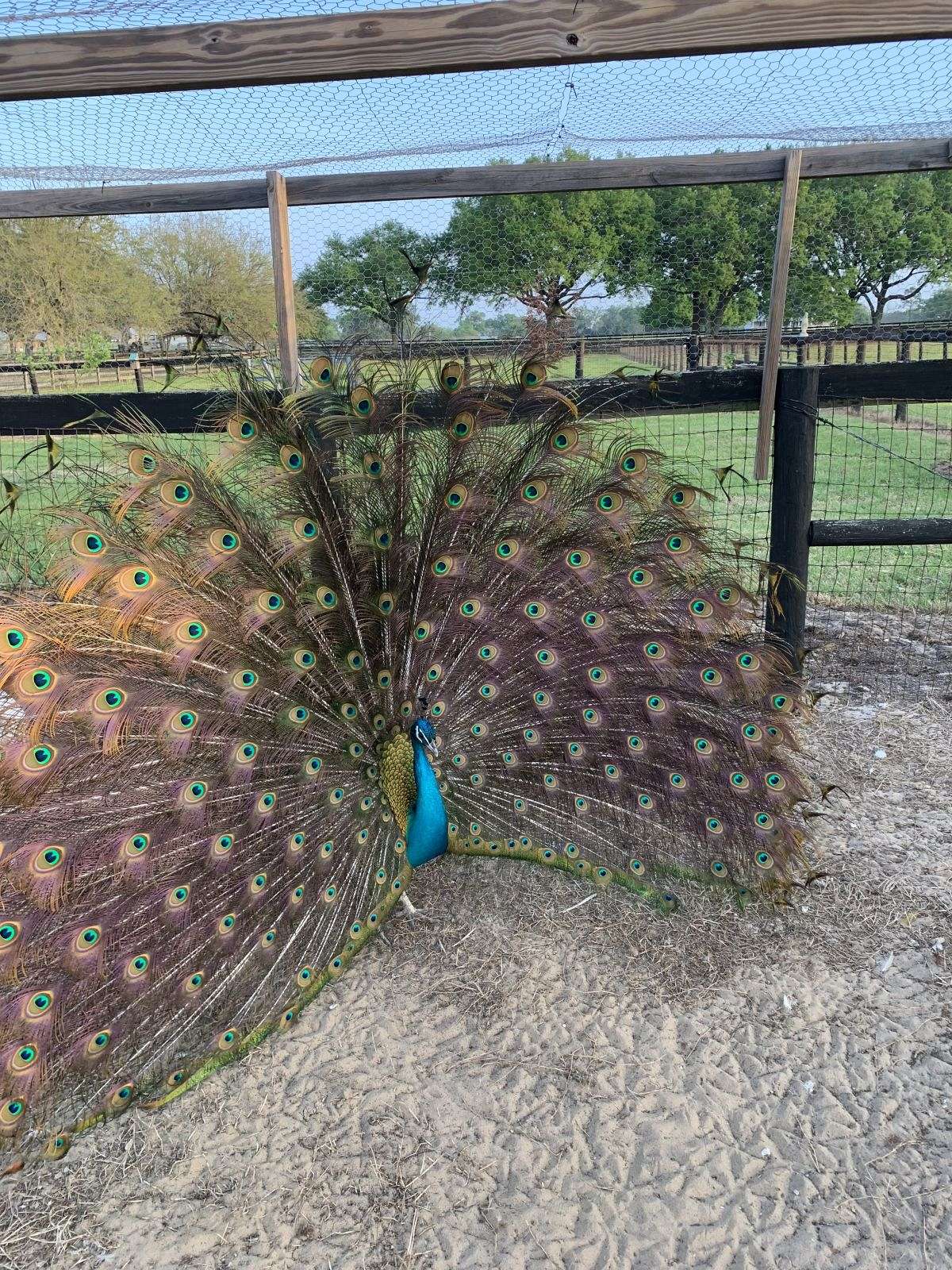 Peacocks, breeding pair, for $300, in Oxford, FL (near The Villages).
