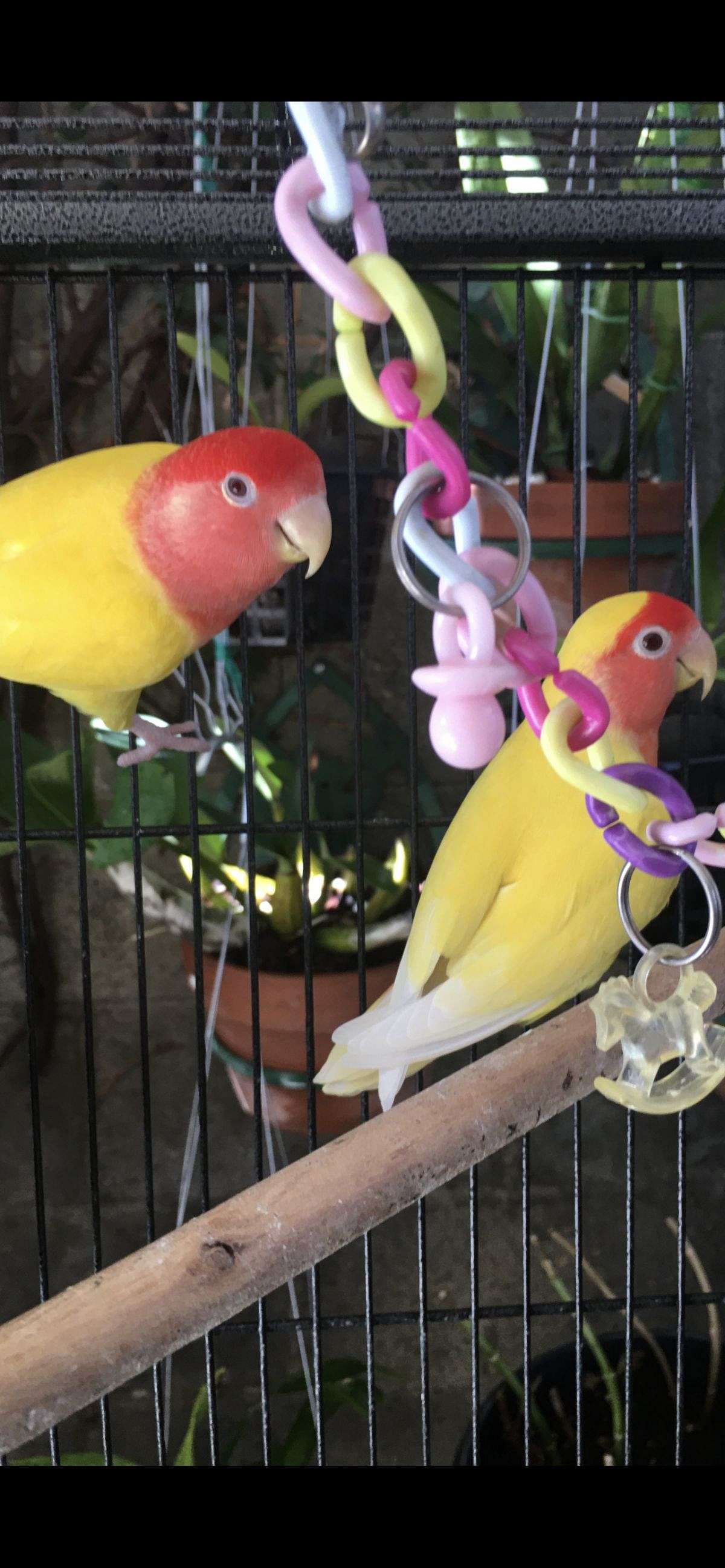 Re-homing mature beautiful lovebird pair