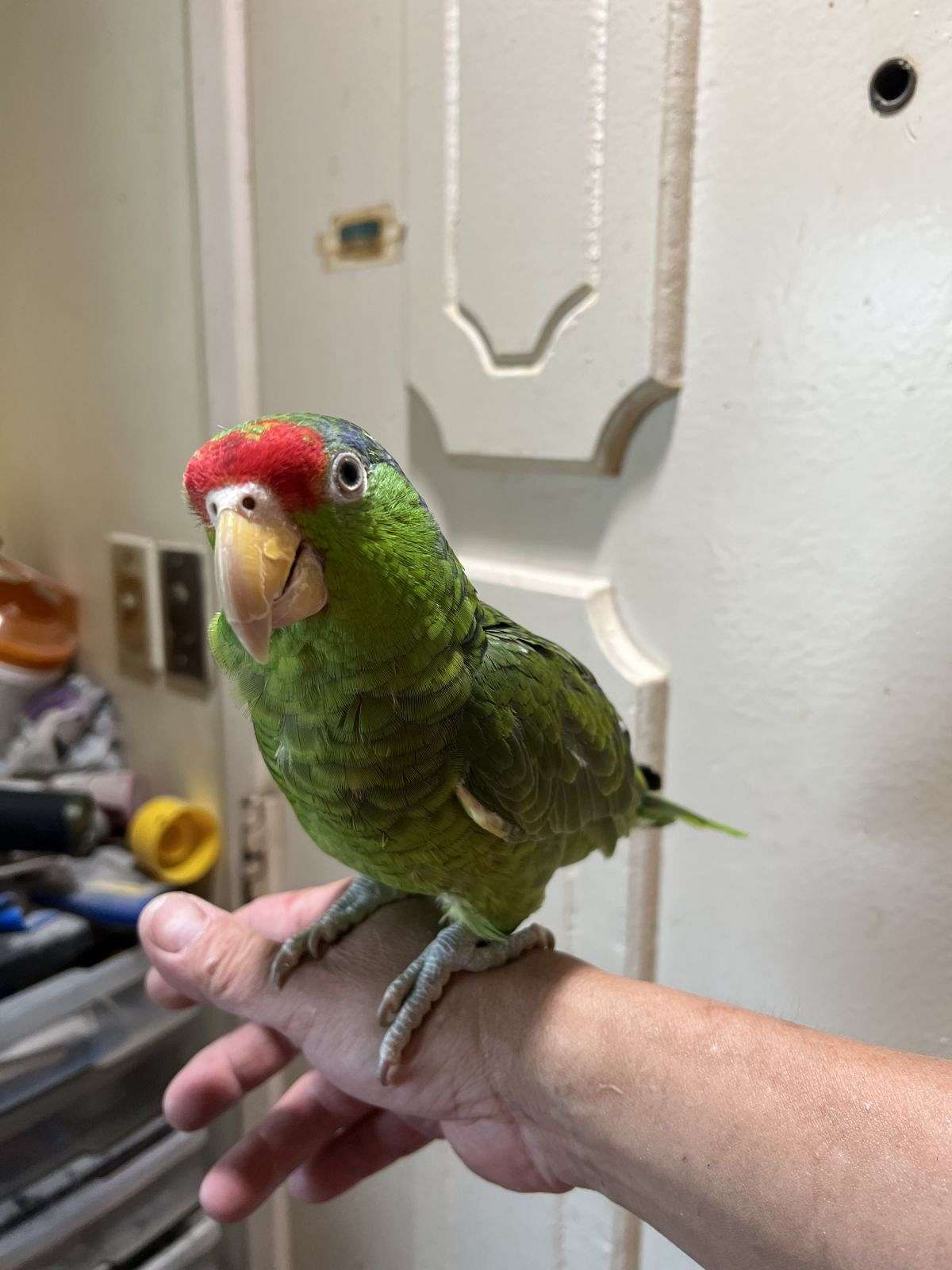 RedCrowned Amazon handfed baby 9 months