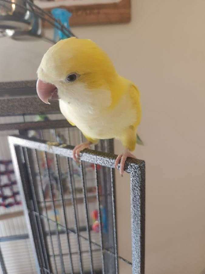 Latino Quaker Parrot