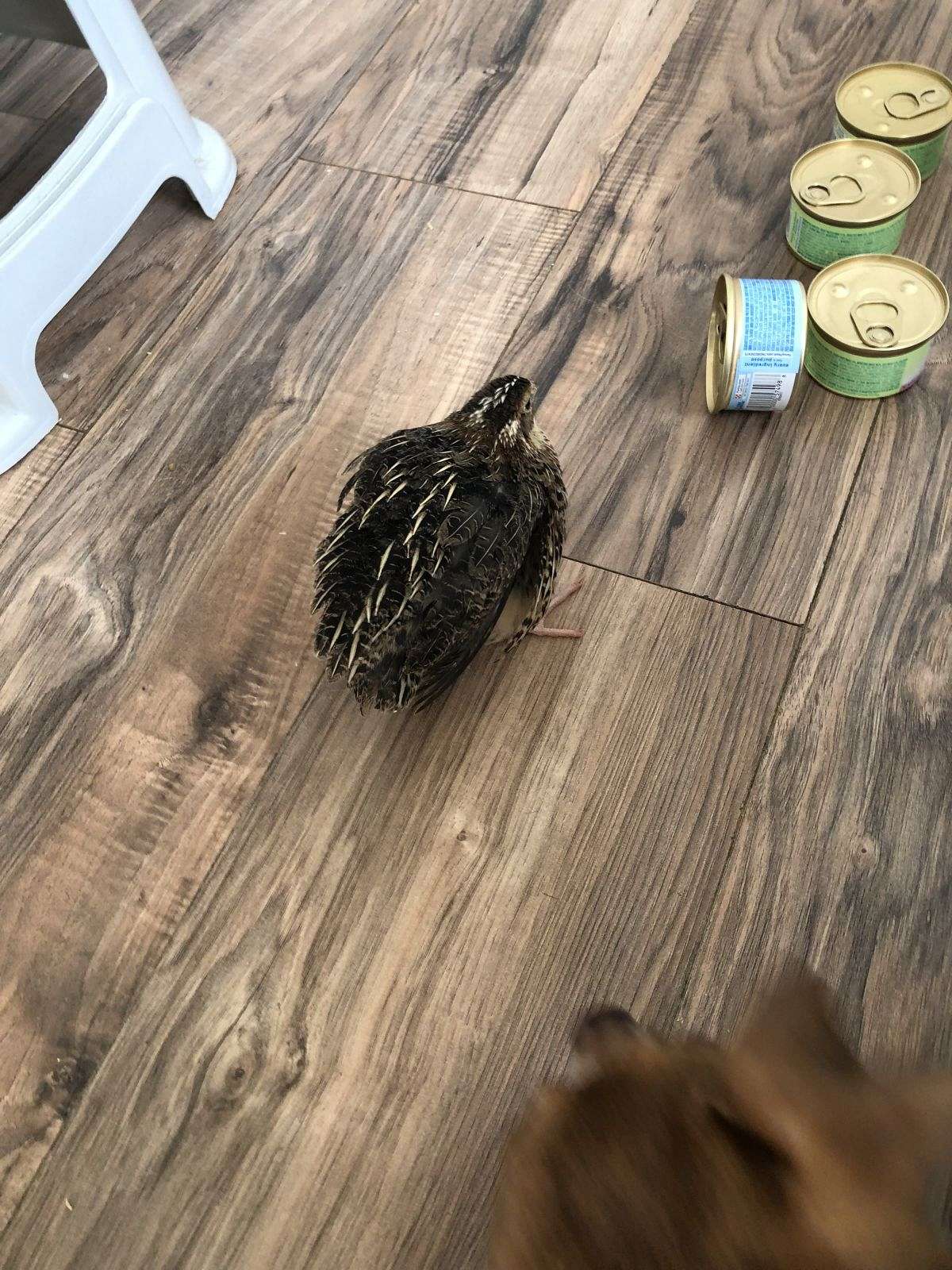Quails for sale