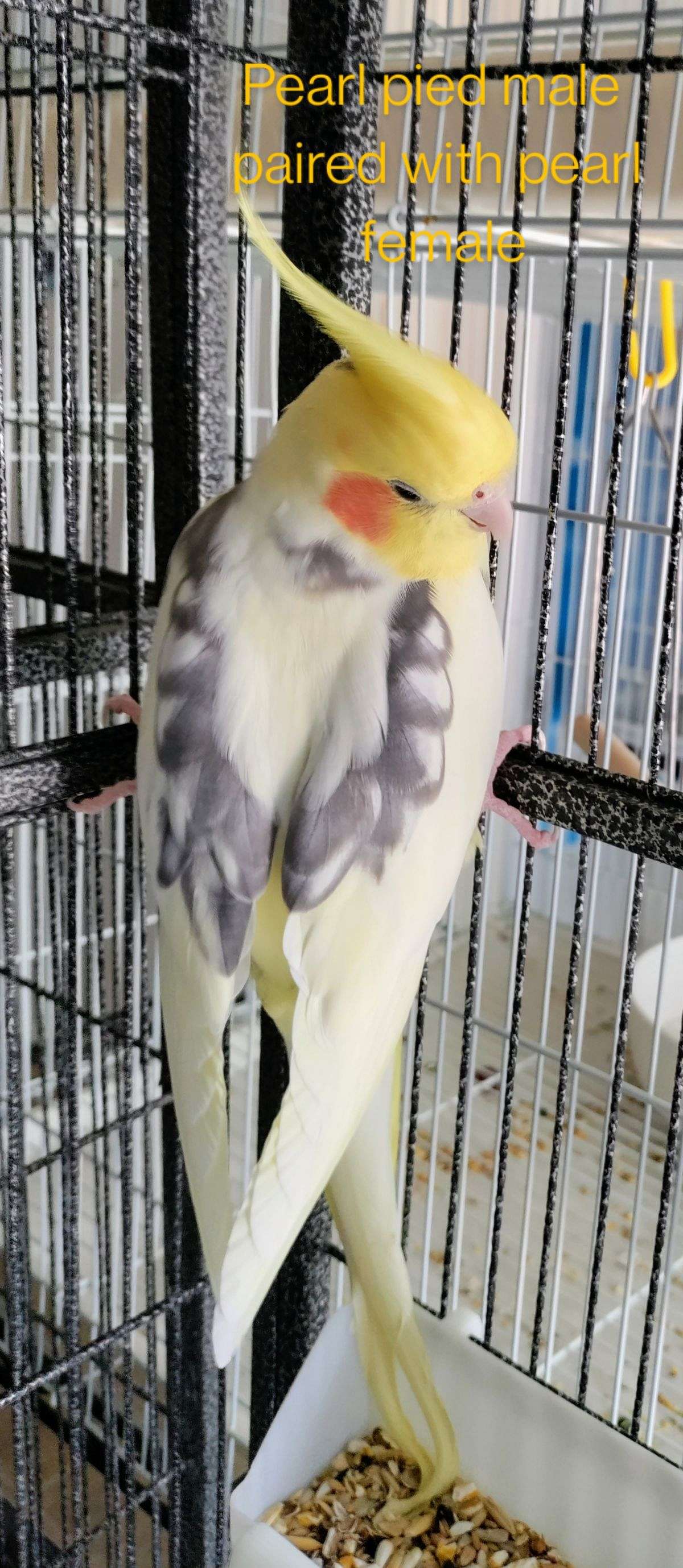 Cockatiels proven pair SOLD