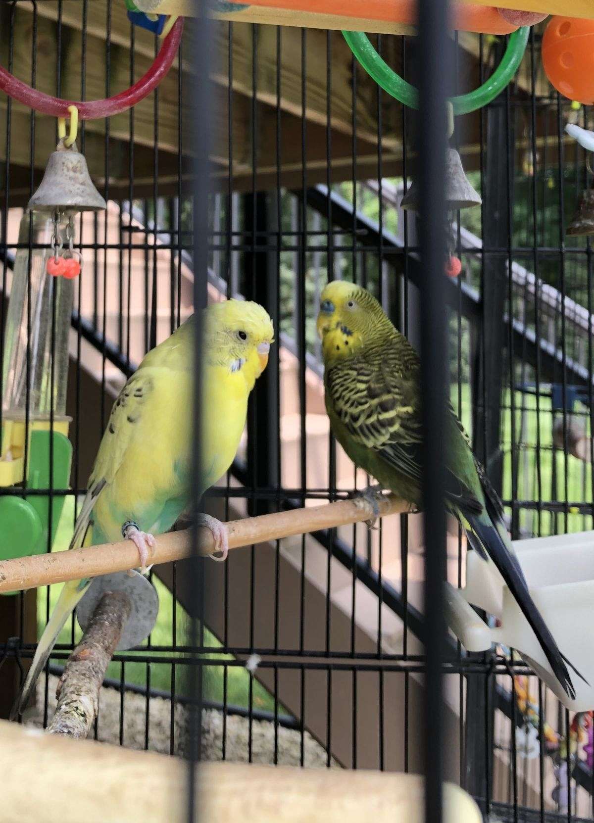 Two adult parakeets looking for a new home
