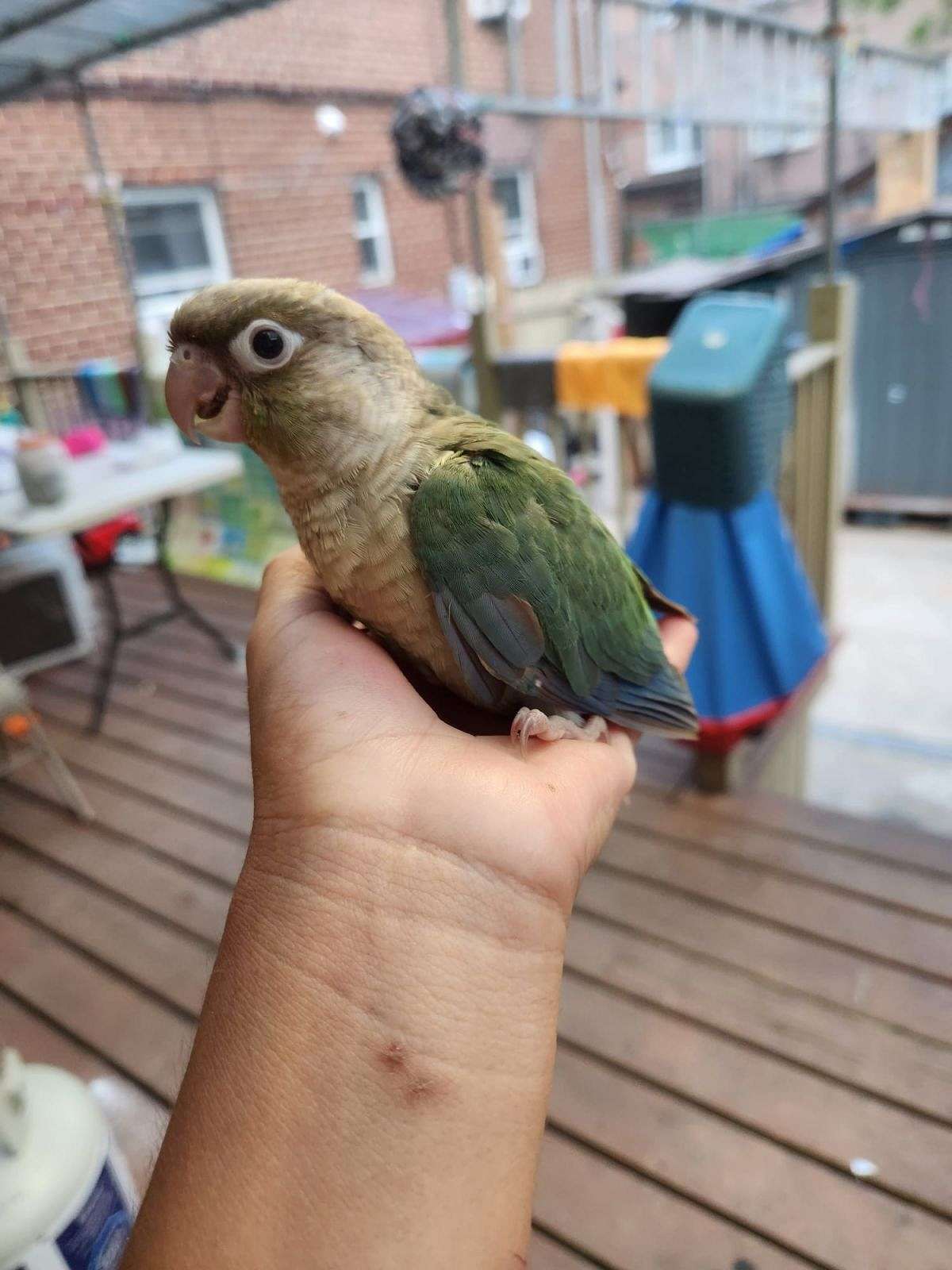 Beautiful babies green cheek looking for a beautiful place to live.