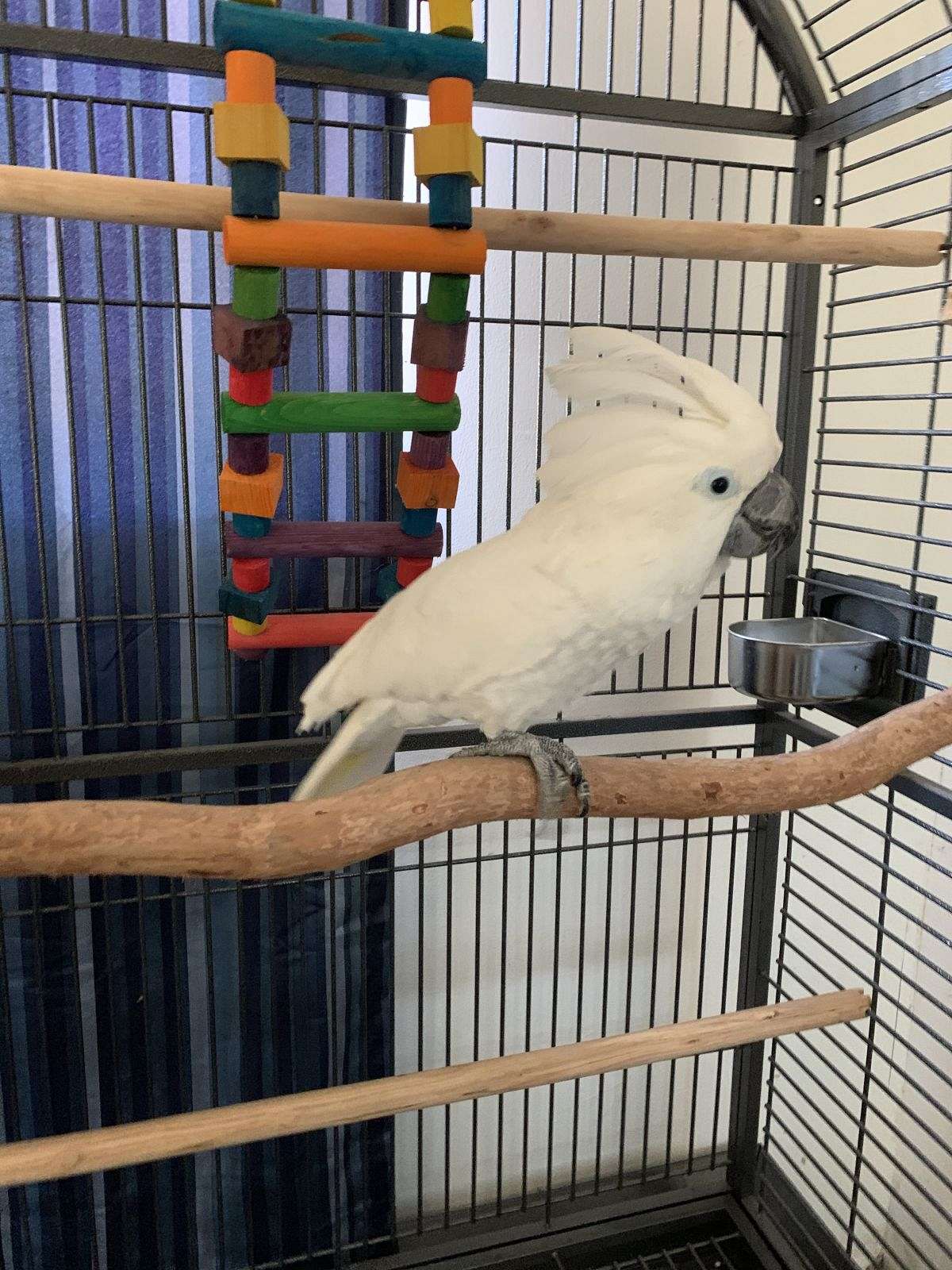 Beautiful Umbrella Cockatoo