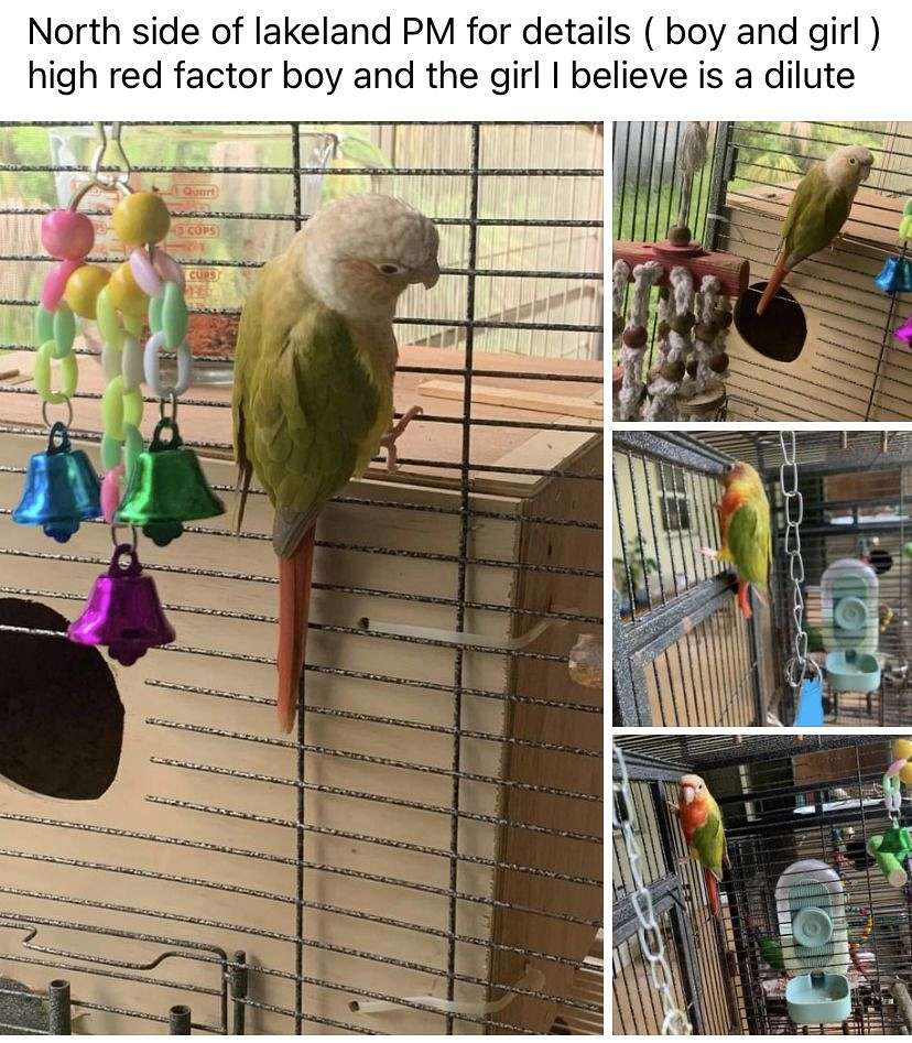 High red factor pineapple