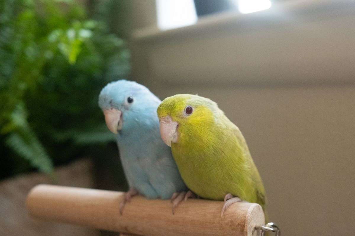 Green Fallow Parrotlet Female