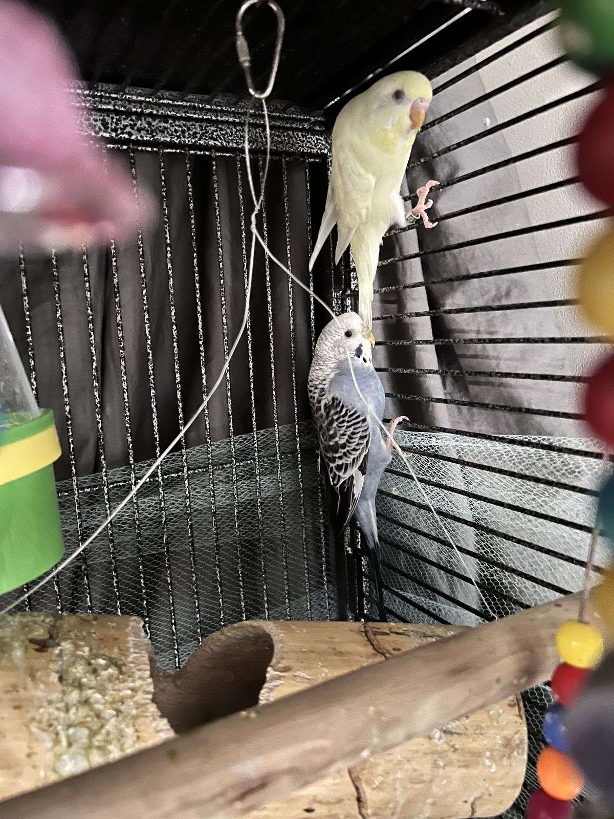 Budgies