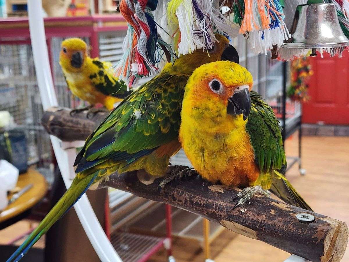 Sun Conure baby