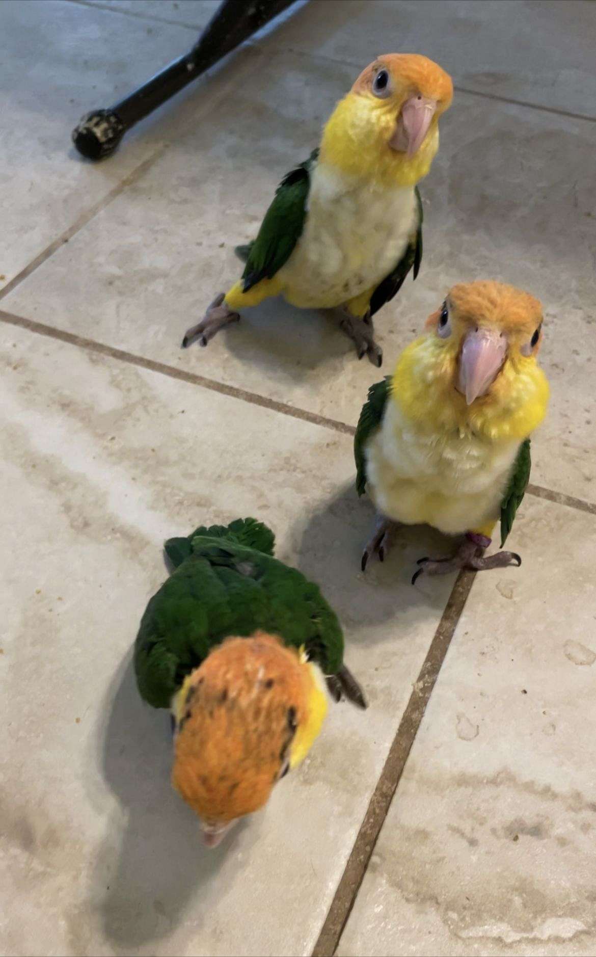 White Belly Caiques