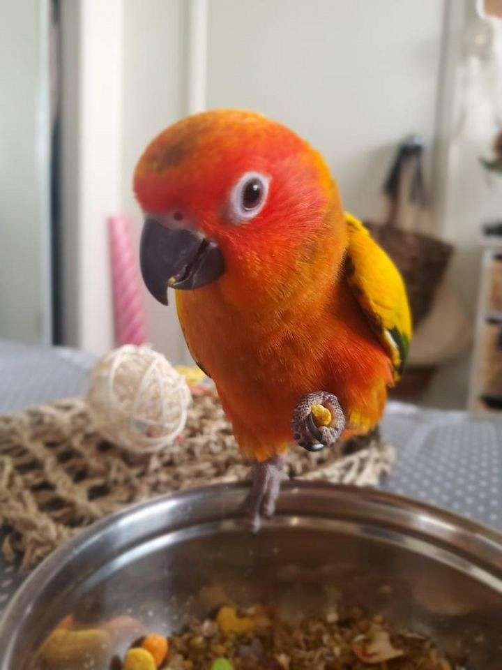 Sun Conure