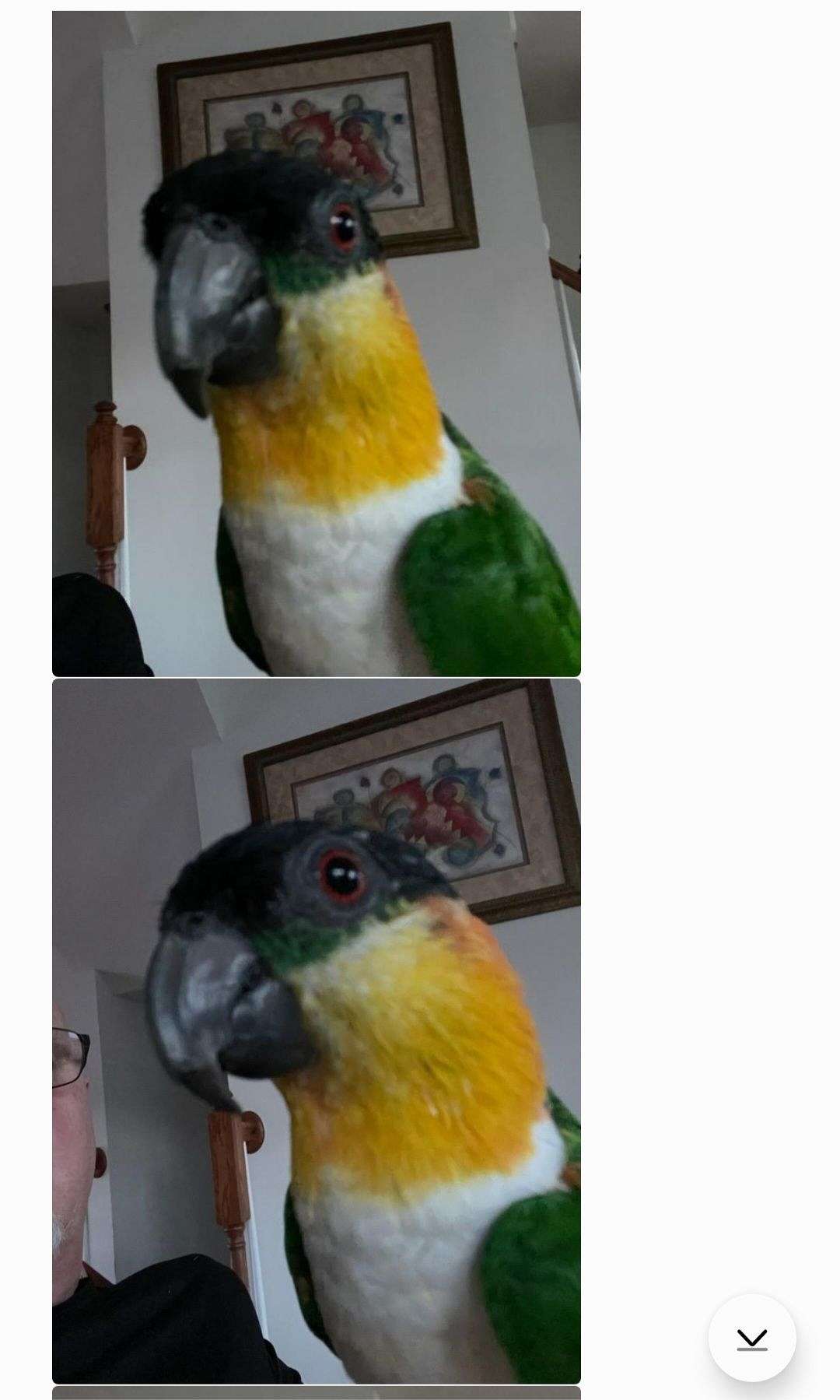 Female Black Head Caique