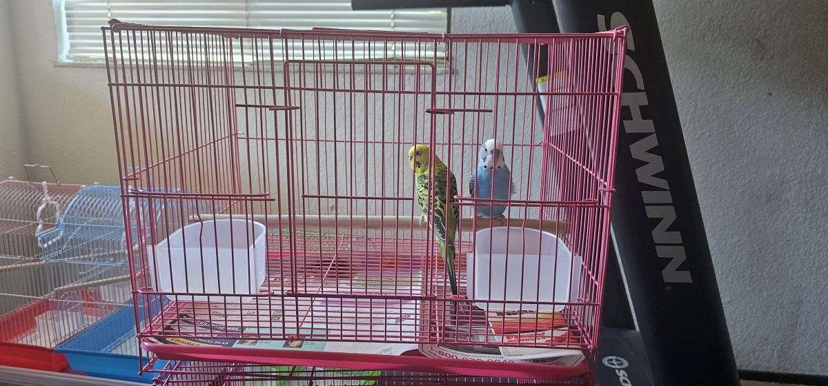 Parakeets pair for sale with a new CAGE