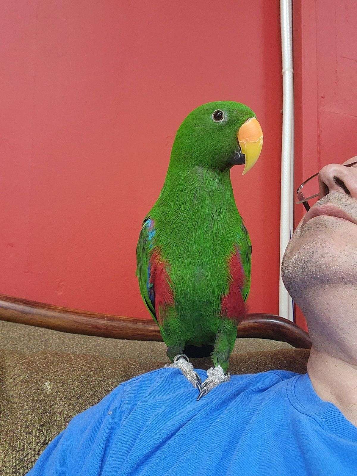 Eclectus male