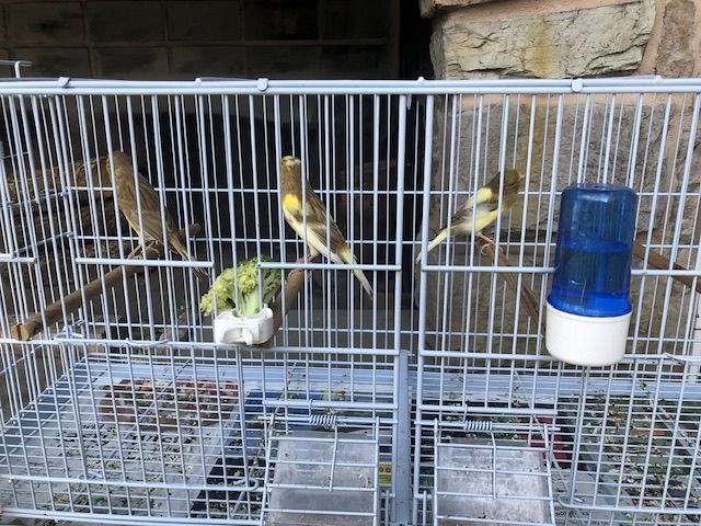 Canaries for sell.