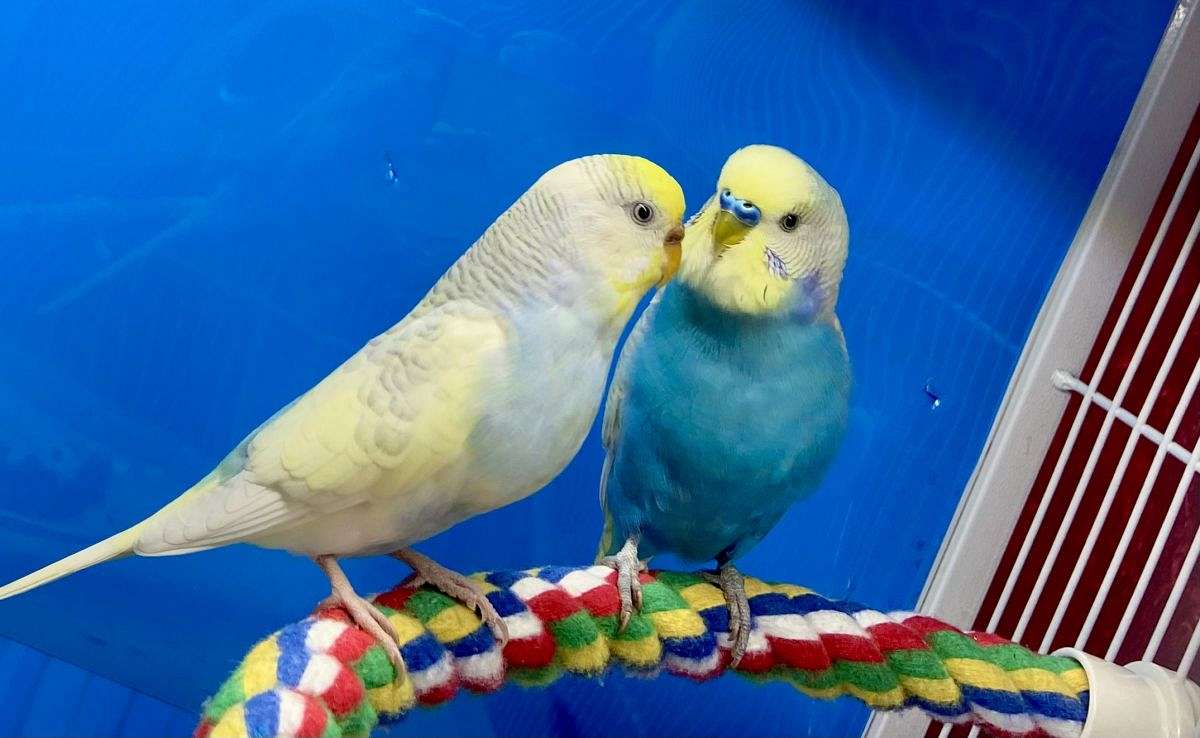 Pennsylvania Budgies