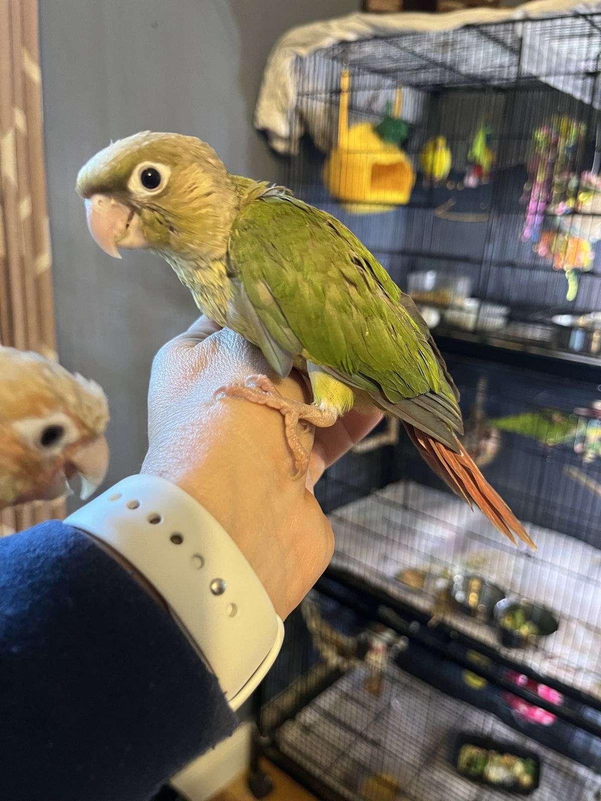 Male turquoise green cheek conure
