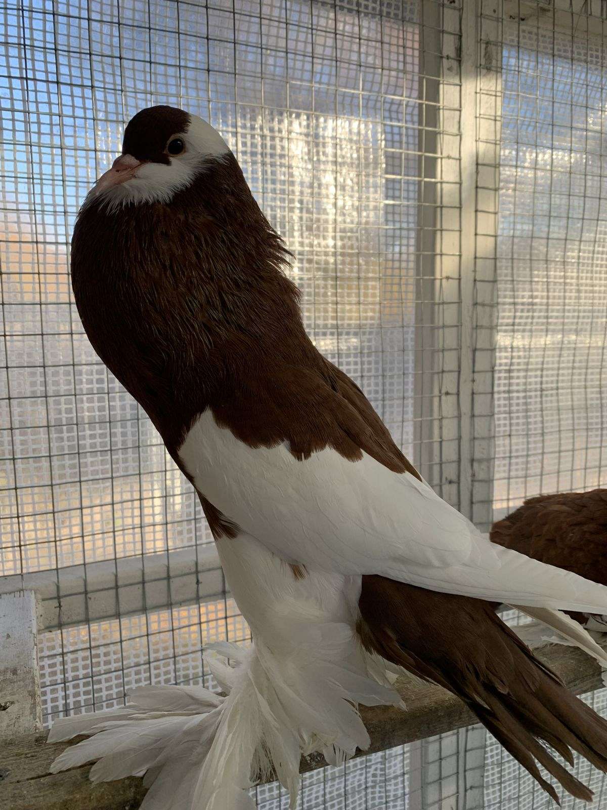 Young Red Reversed Wing Pouter