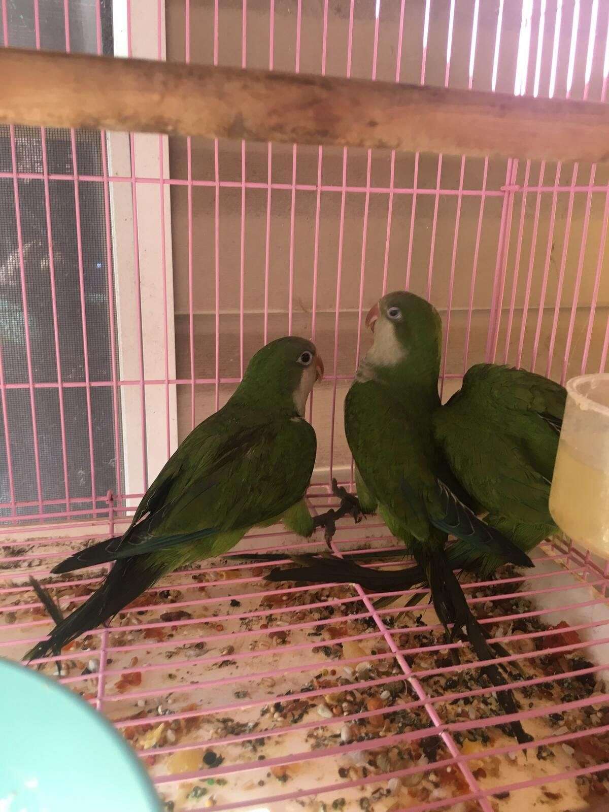 Green Quaker Parrots - 4 Babies