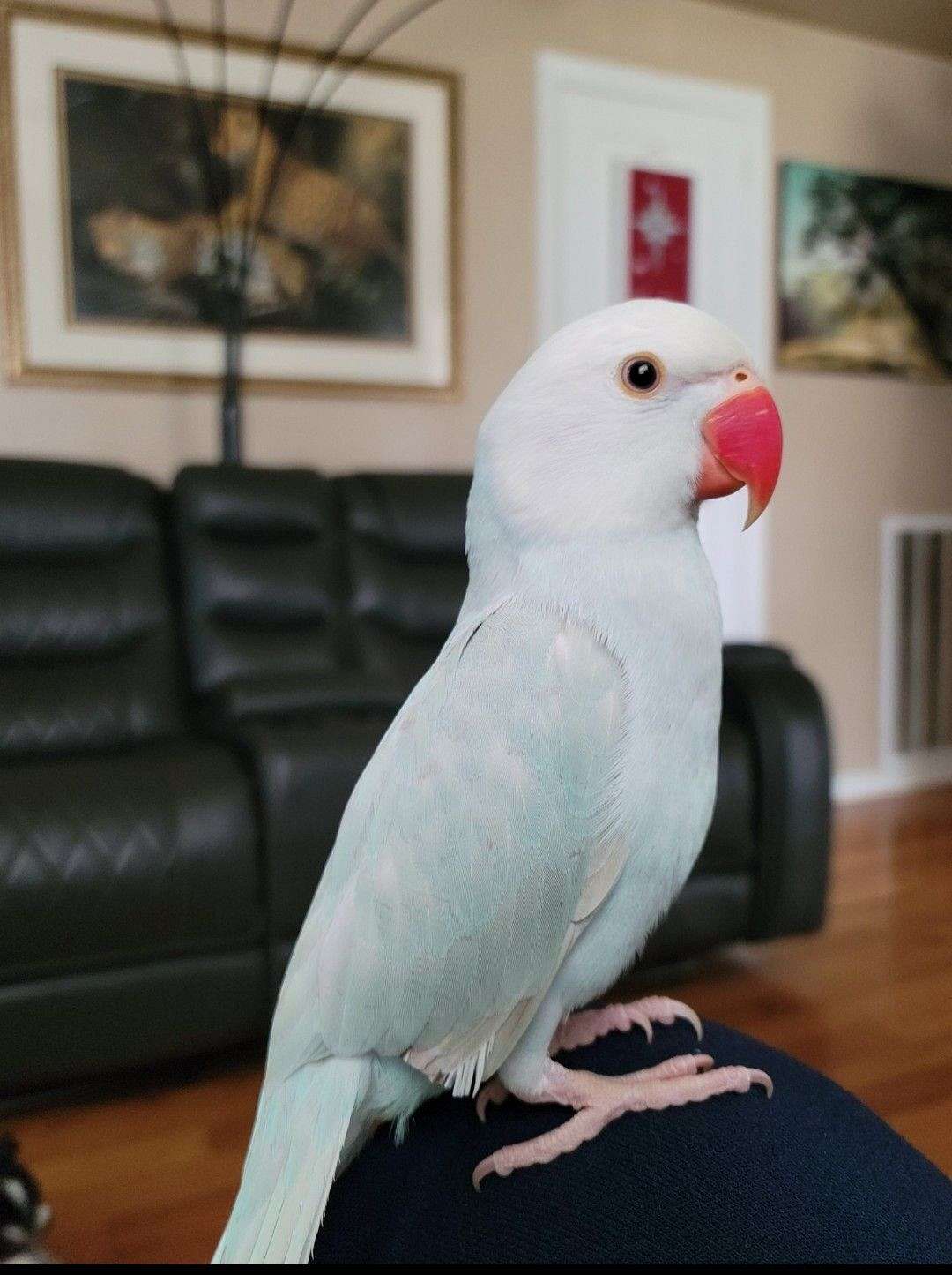 Indian ringneck white face