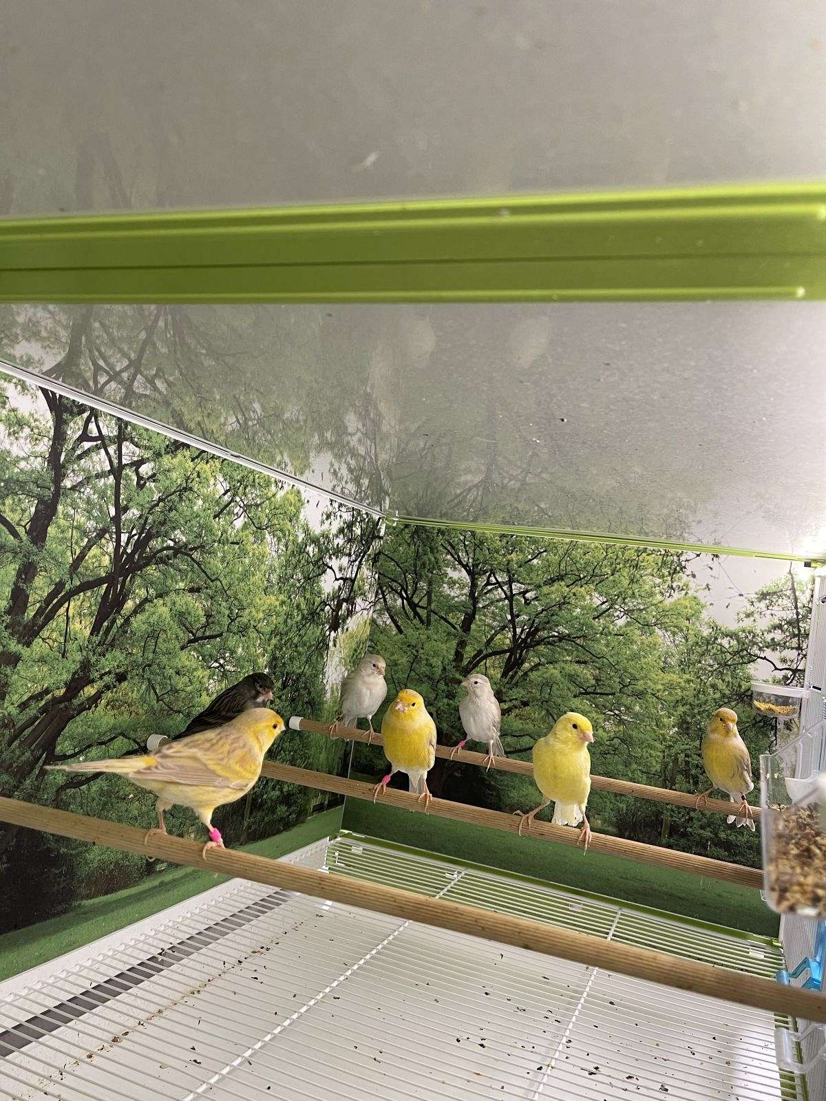 Canarys Baltimore Maryland