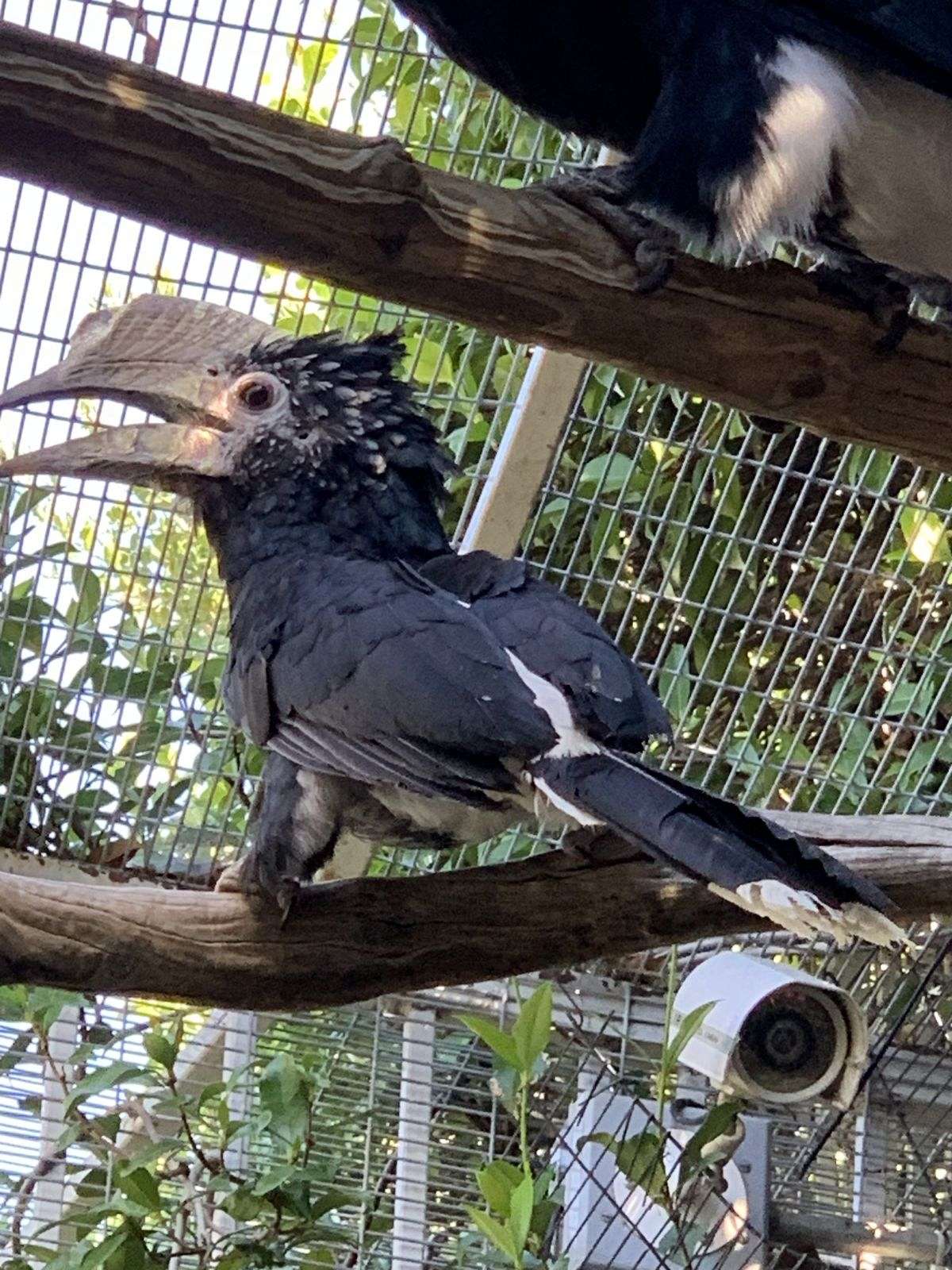 Silvery Cheeked Hornbill Proven pair