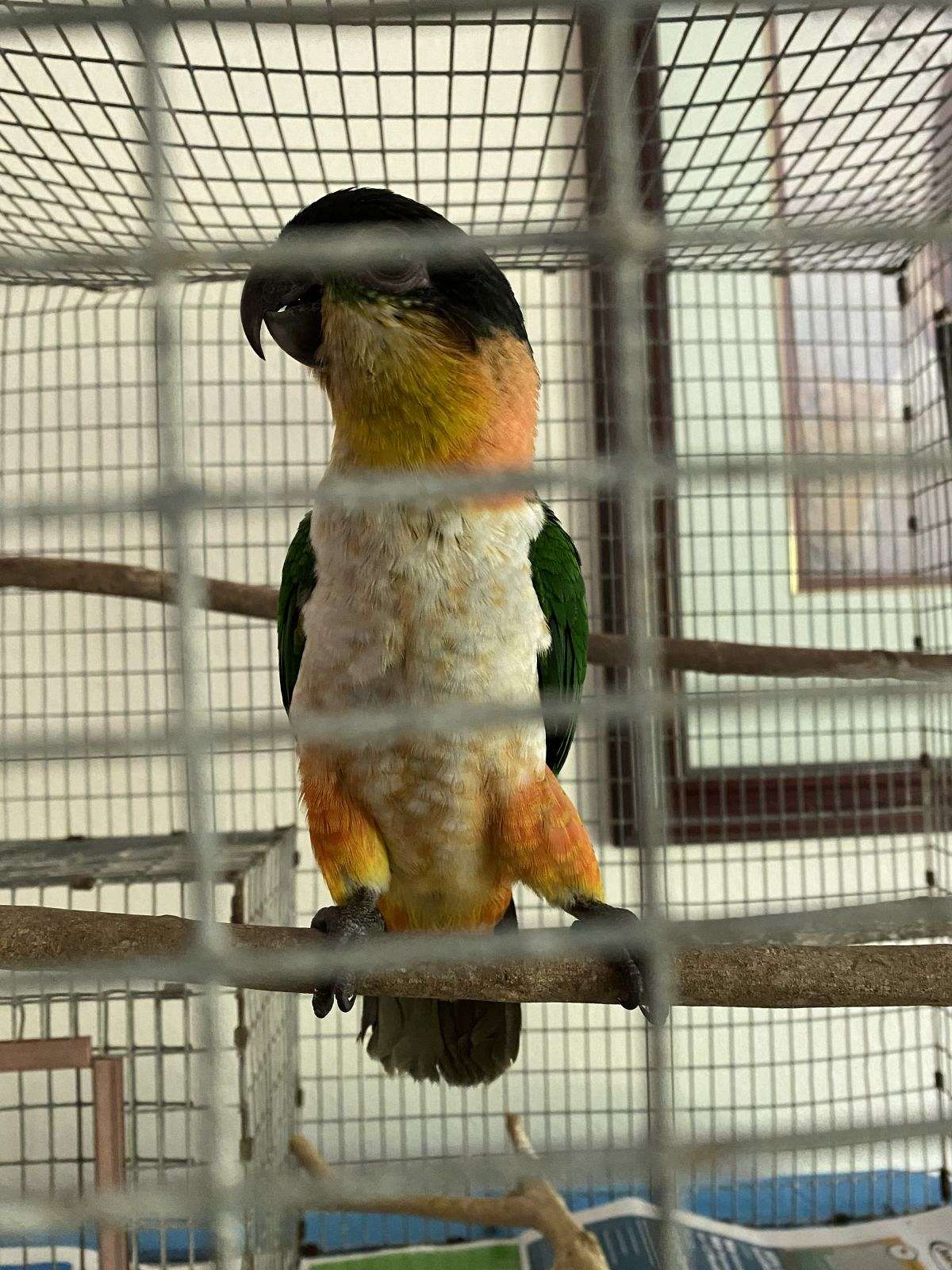 Caique for sale