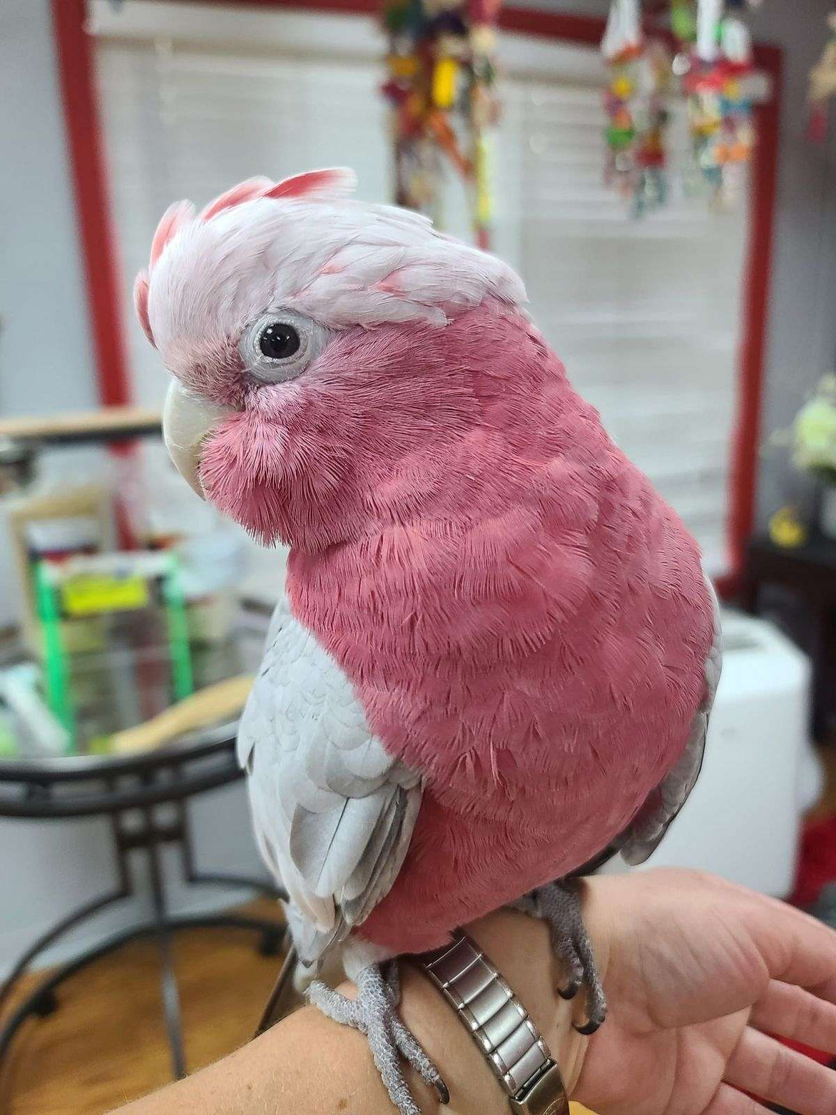 Rose Breasted Cockatoo