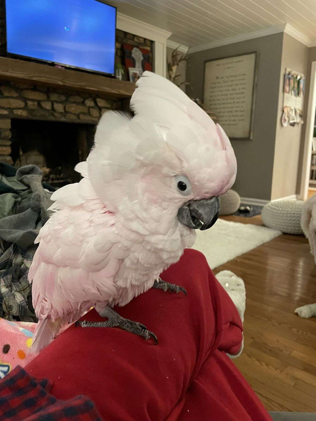 Sweetest umbrella cockatoo