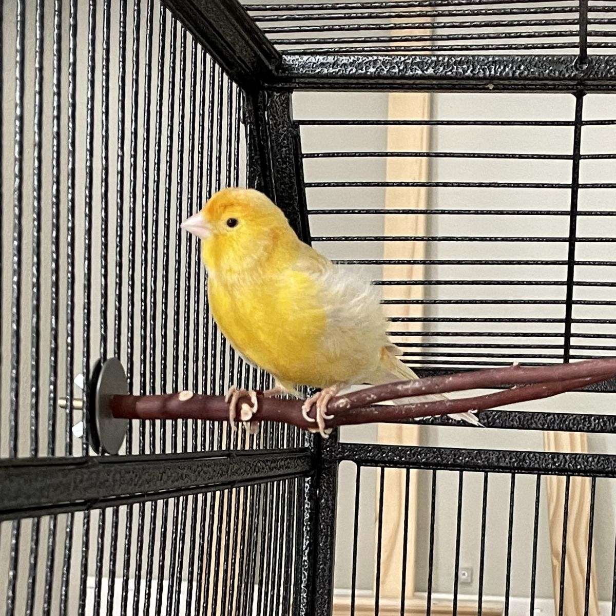 Male Yellow Canary