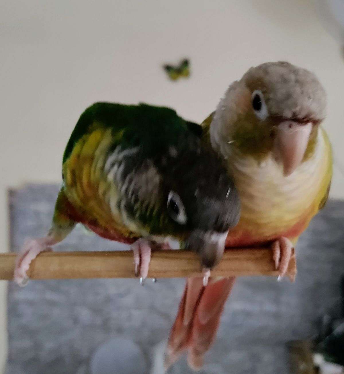 Green cheek conure bonded DNA young SOLD