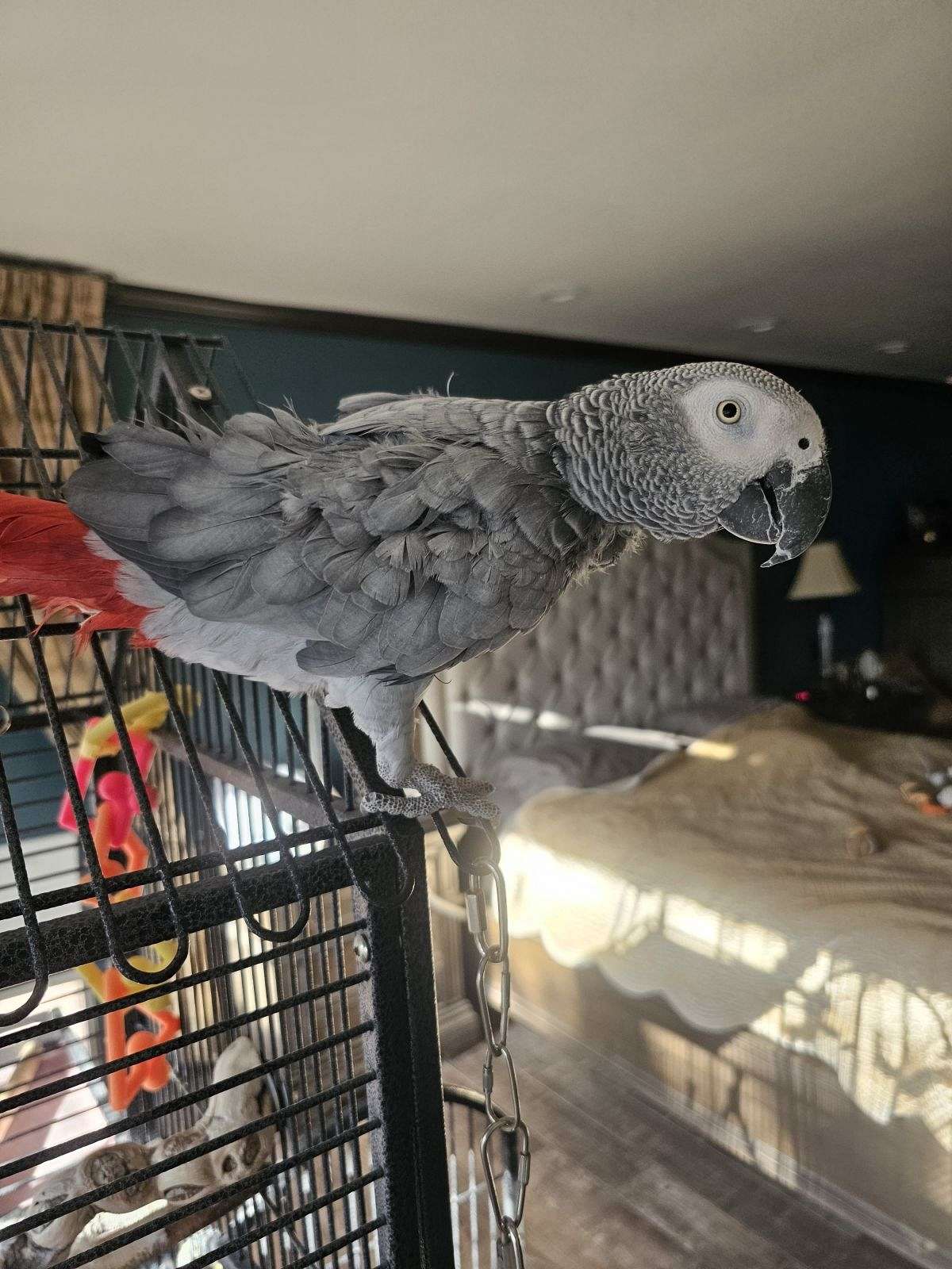 Gabby needs a new home