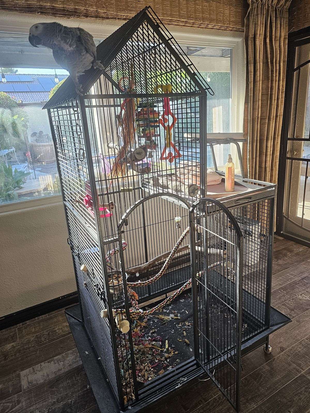 Gabby needs a new home