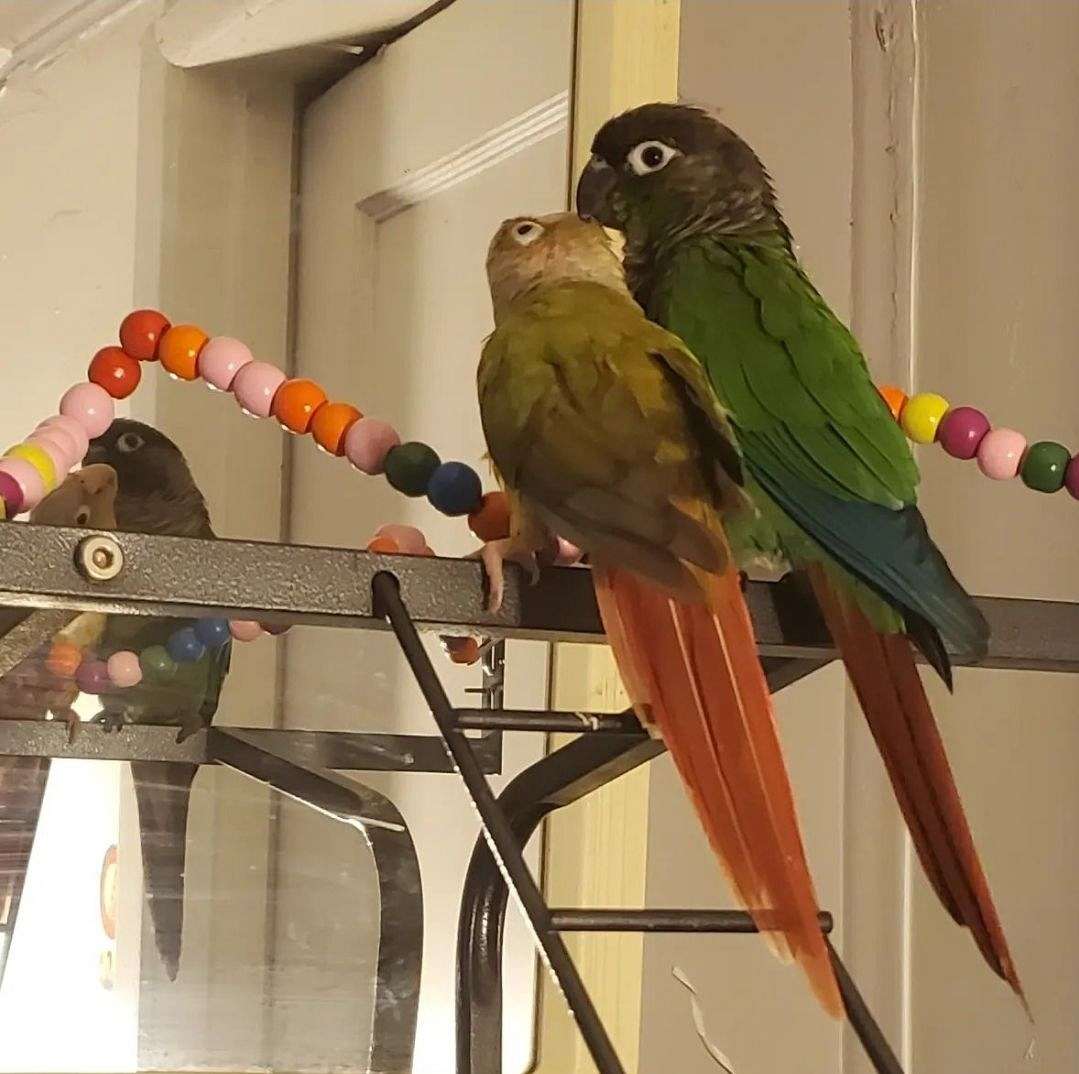 Breeding pair