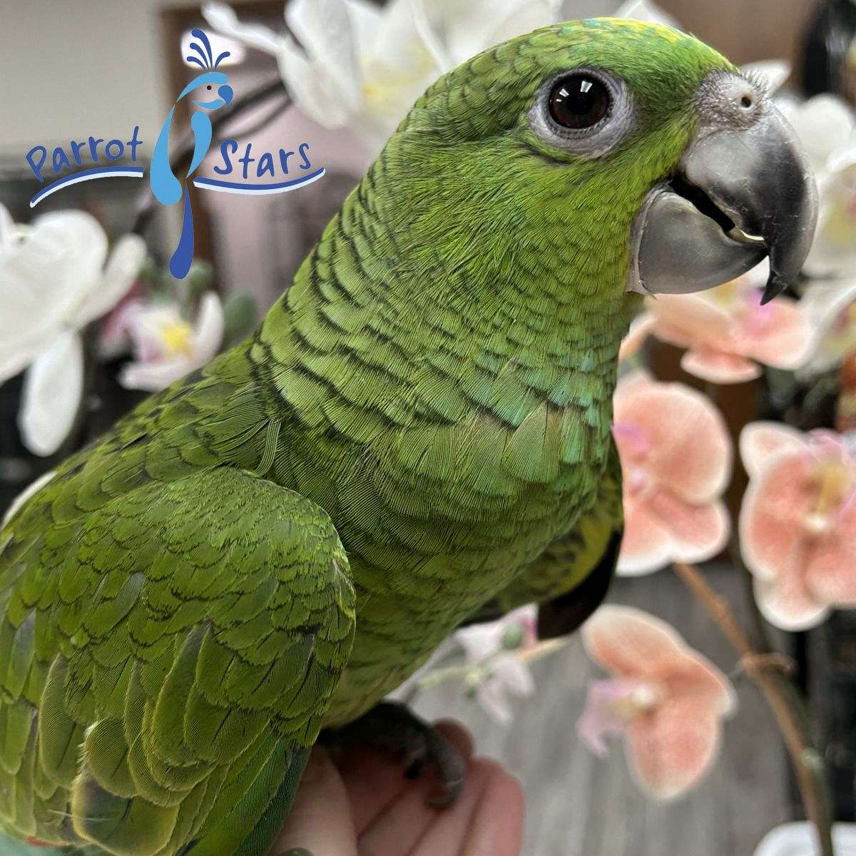 Orange Wing - Yellow Nape Hybrid Amazon Available at Parrot Stars