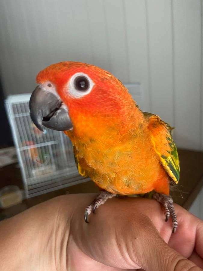 Tamed Sun Conure