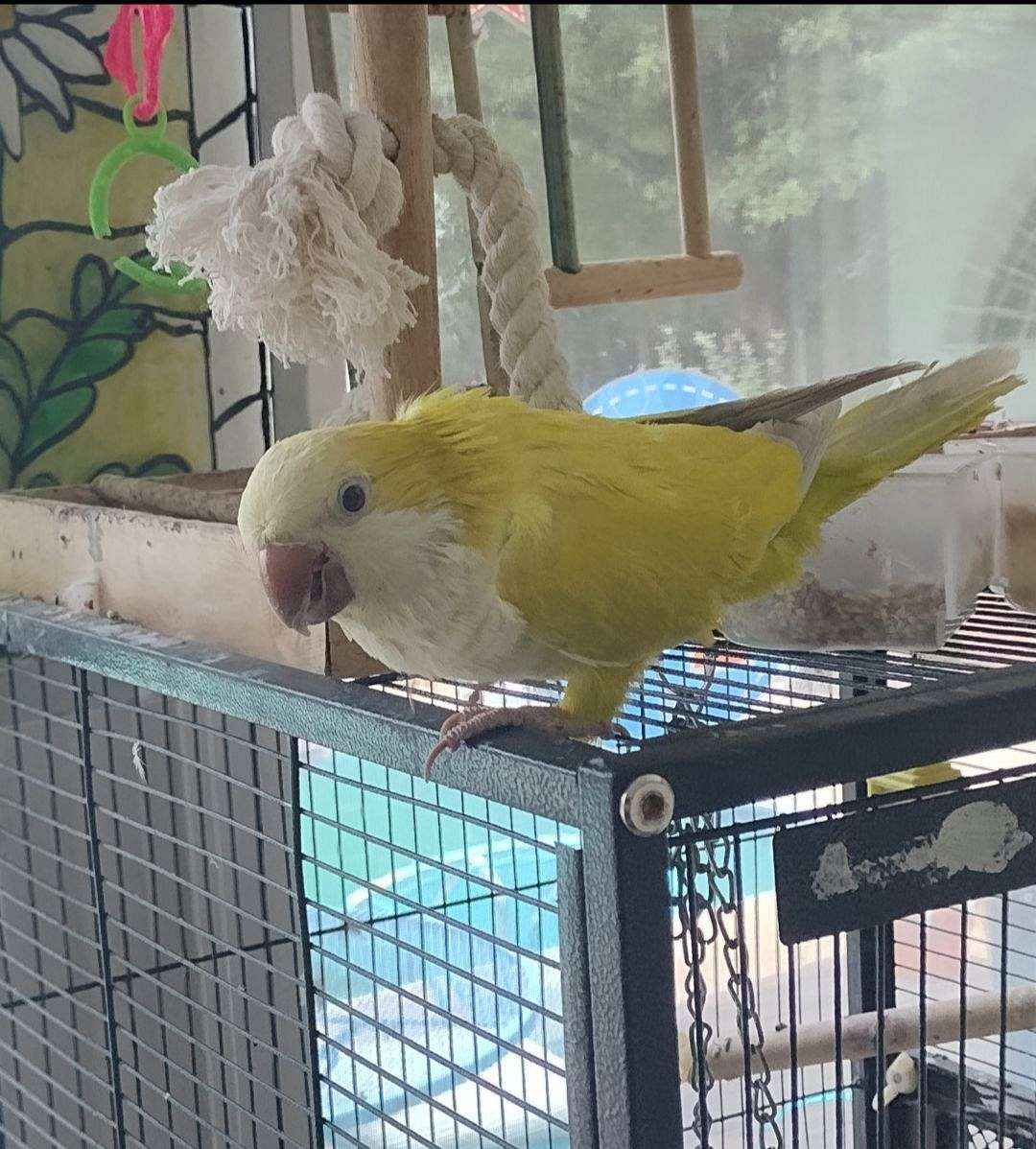 Young male yellow Quaker