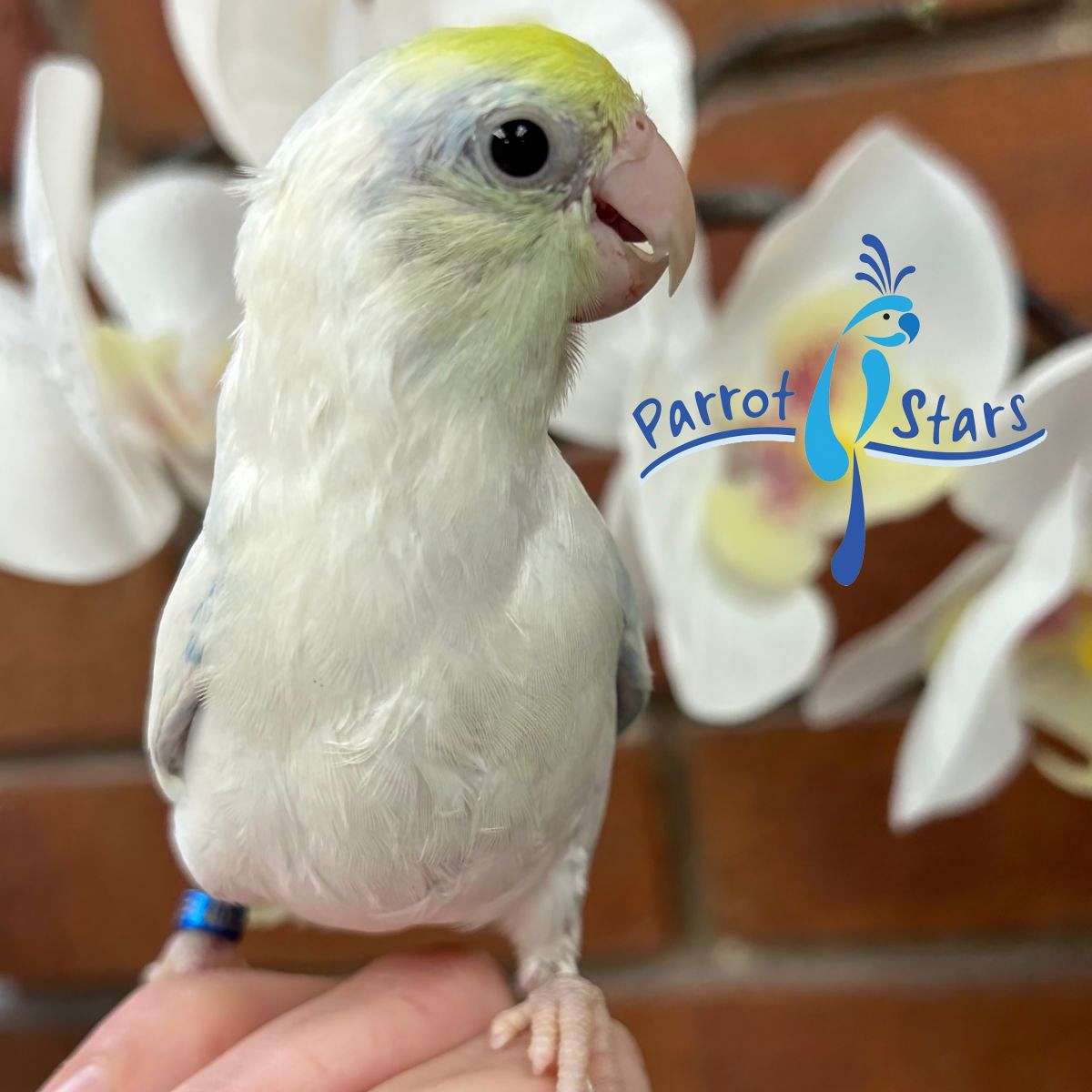 Baby Turquoise Dilute Parrotlet Available at Parrot Stars