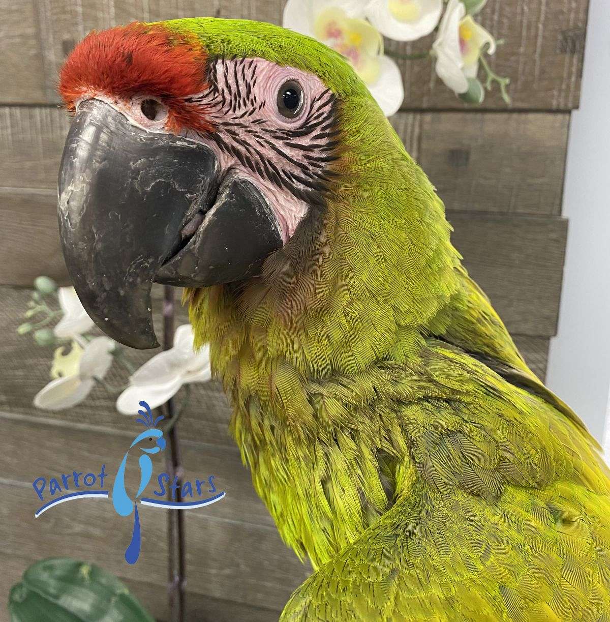 Baby Buffon Macaw Available at Parrot Stars *Illinois Only