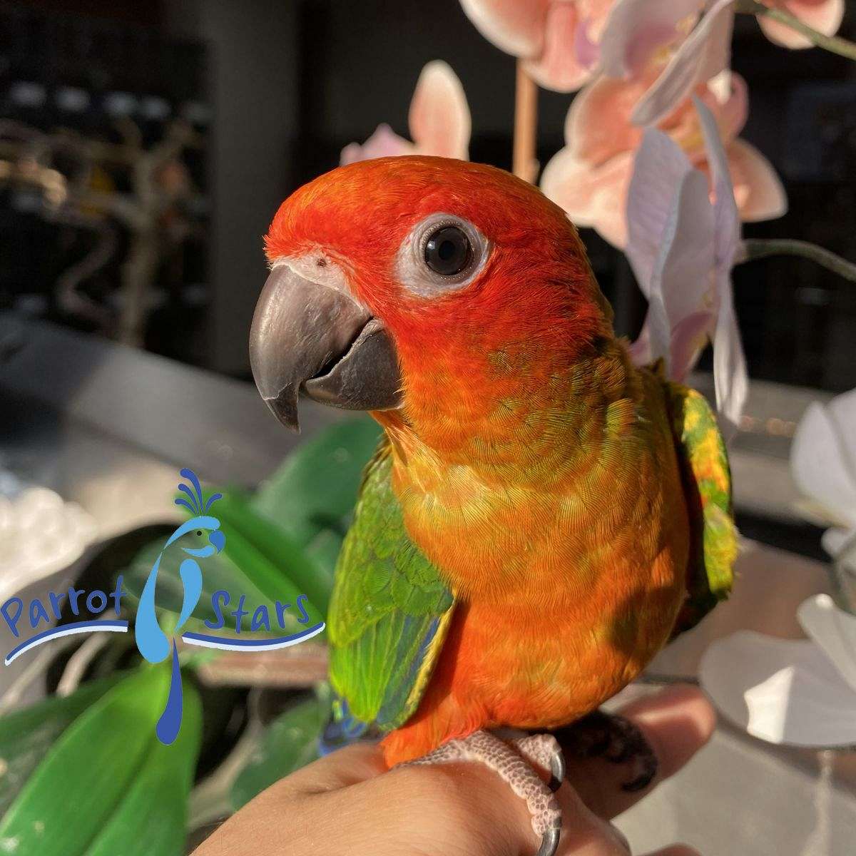 Baby Red Factor Sun Conure Available at Parrot Stars