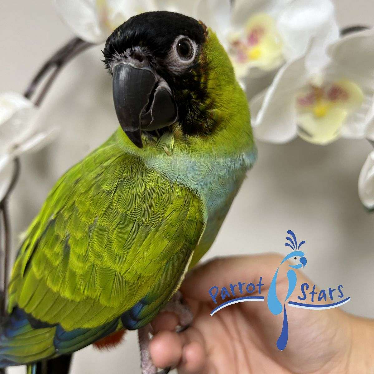 Baby Nanday Conure Available at Parrot Stars