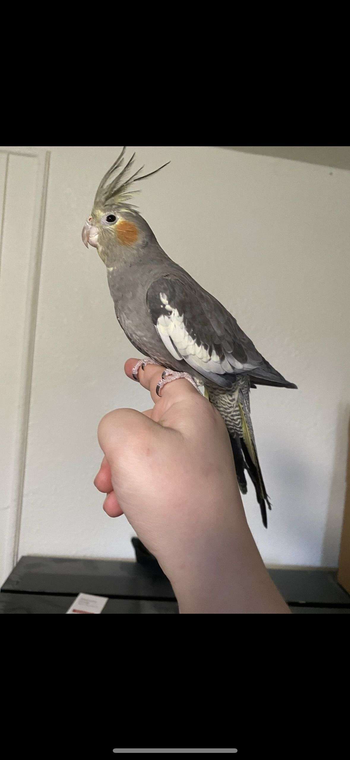 cockatiel female