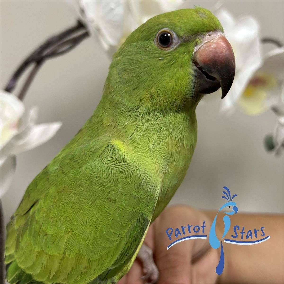 Baby African Ringneck Parakeet Available at Parrot Stars