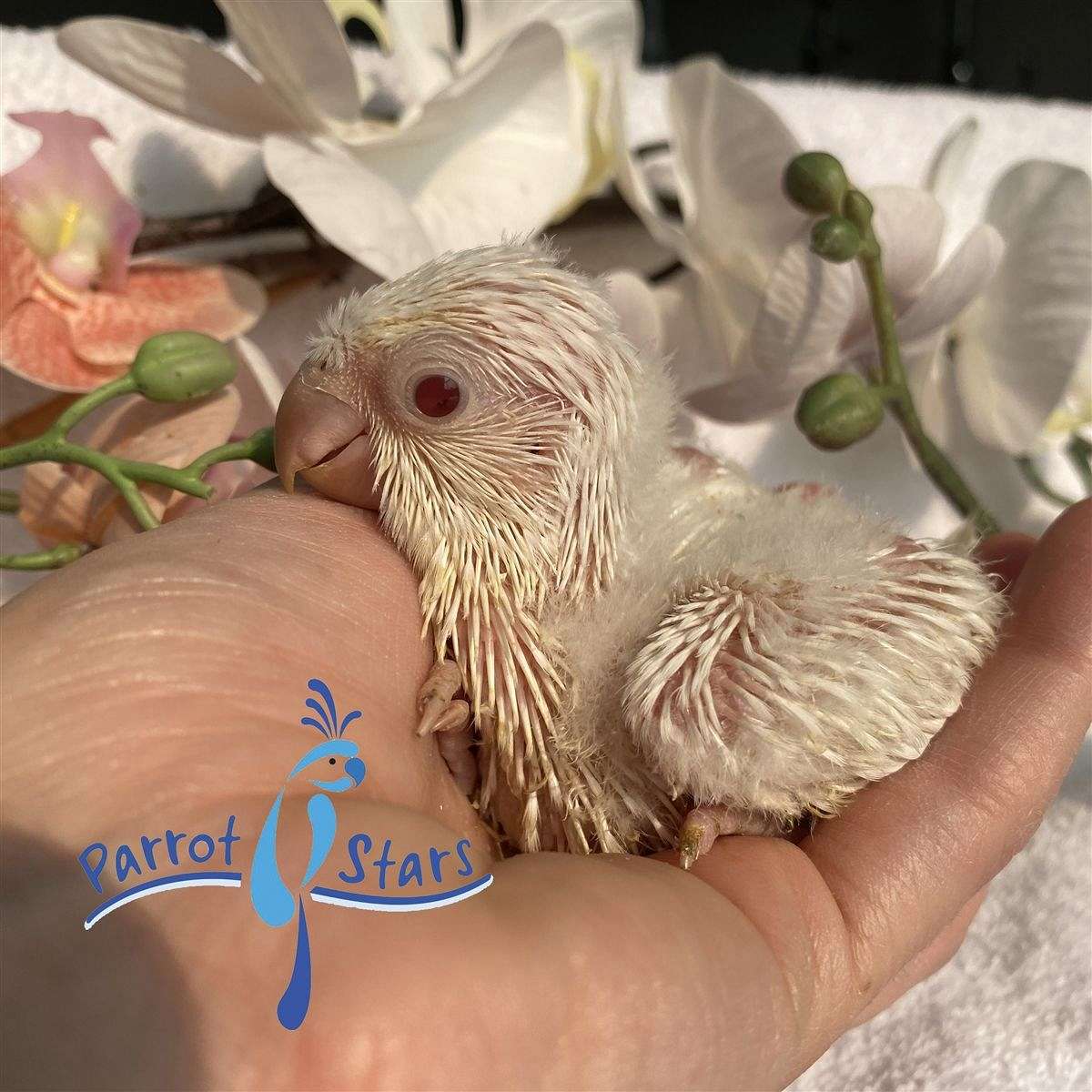 Baby Albino White Quaker Parrot Available at Parrot Stars